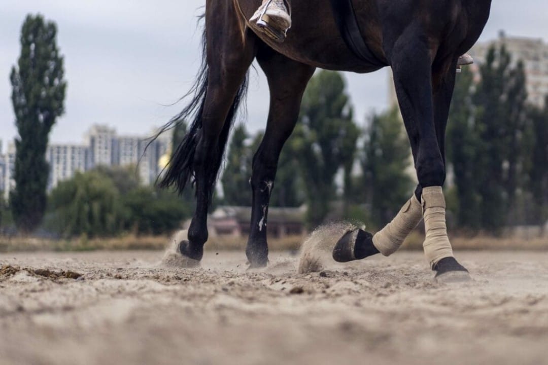Les allures du cheval : naturelles et artificielles, quelle est la ...