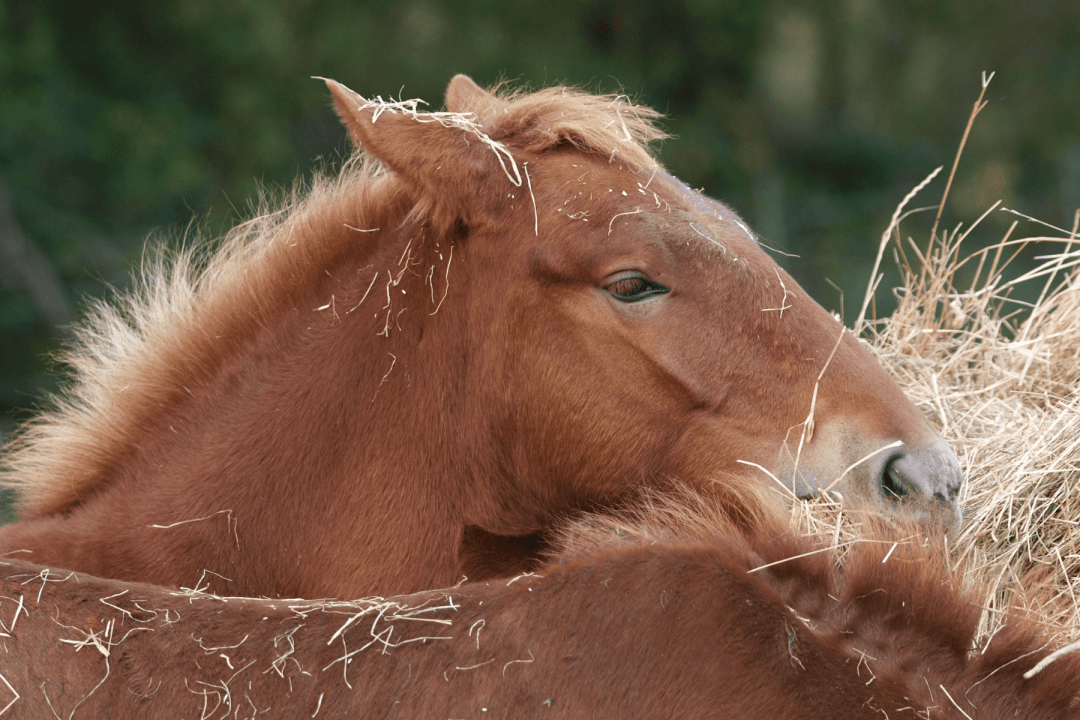 Le fourrage du cheval : guide explicatif pour bien nourir son animal