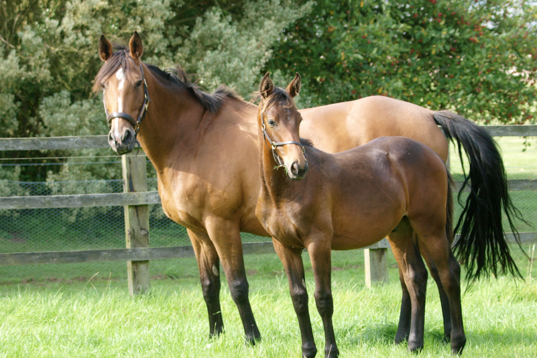 Le sevrage du poulain : A quel âge