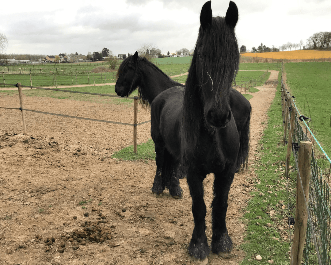 Le Frison : origines et histoire de la race | Equidassur