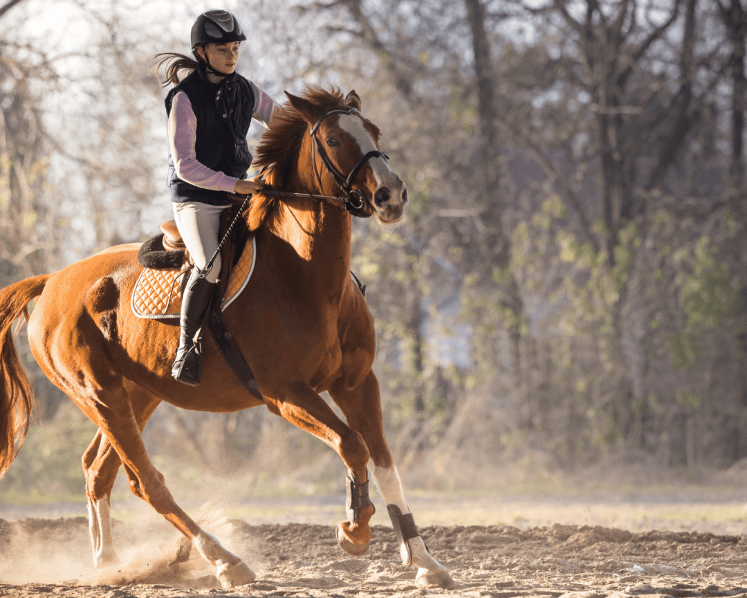 Découvrez une discipline en plein essor dans l'équitation : le TREC