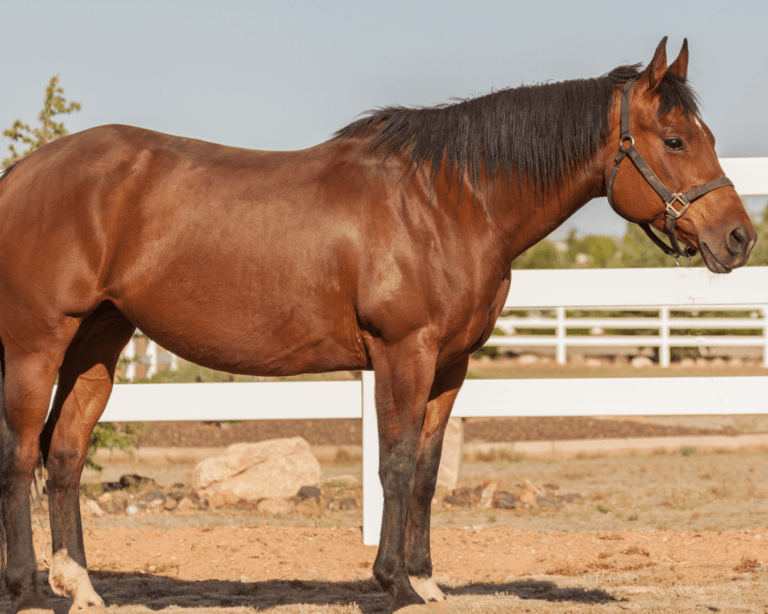 Le quarter horse : caractéristiques, caractère et taille