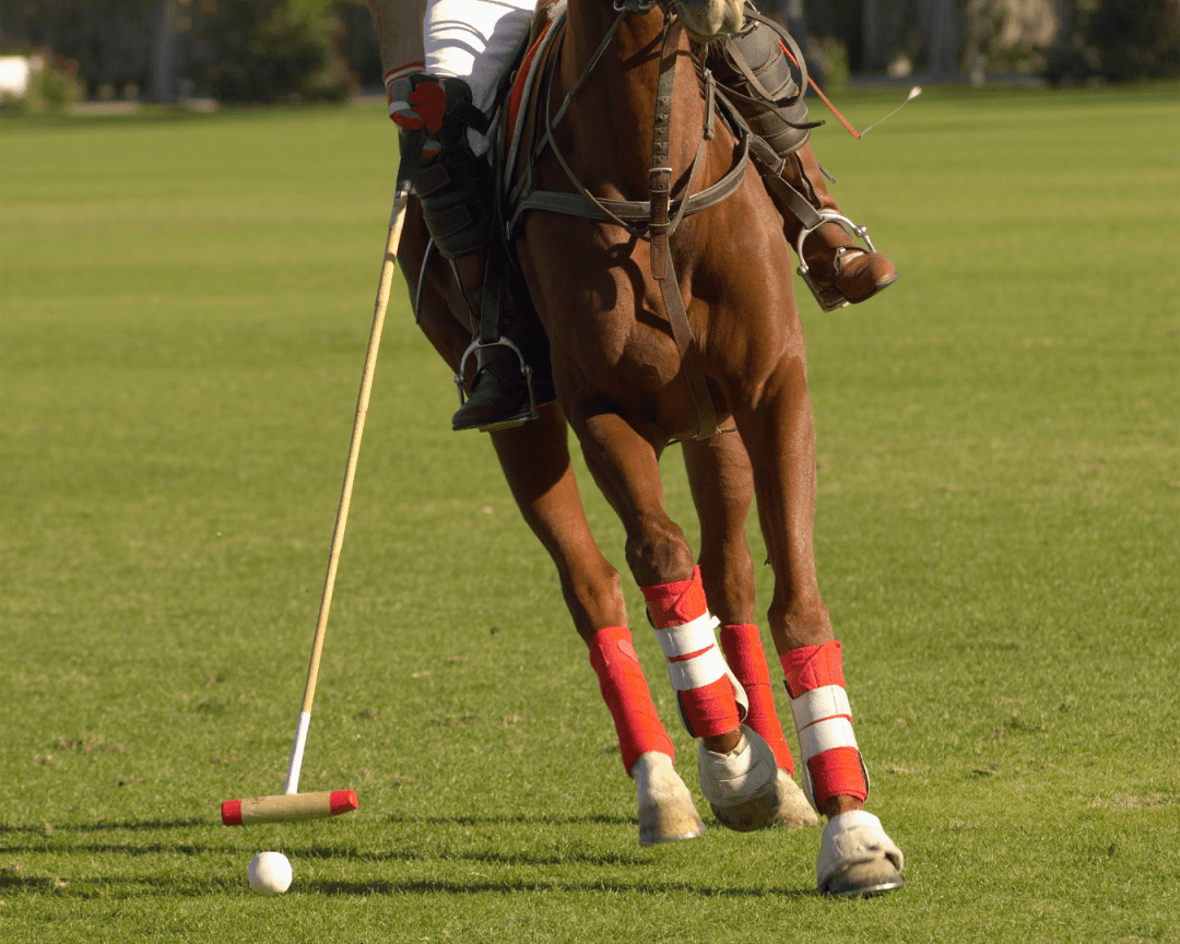 Le polo : discipline sportive alliant vitesse, jeux d'équipe et complicité