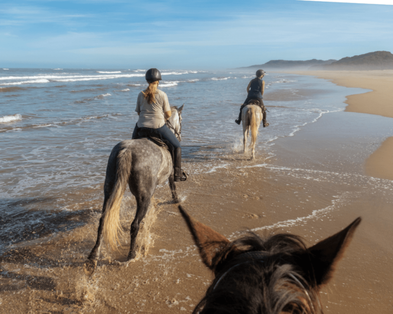 Guide pour faire des balades à cheval sur la plage
