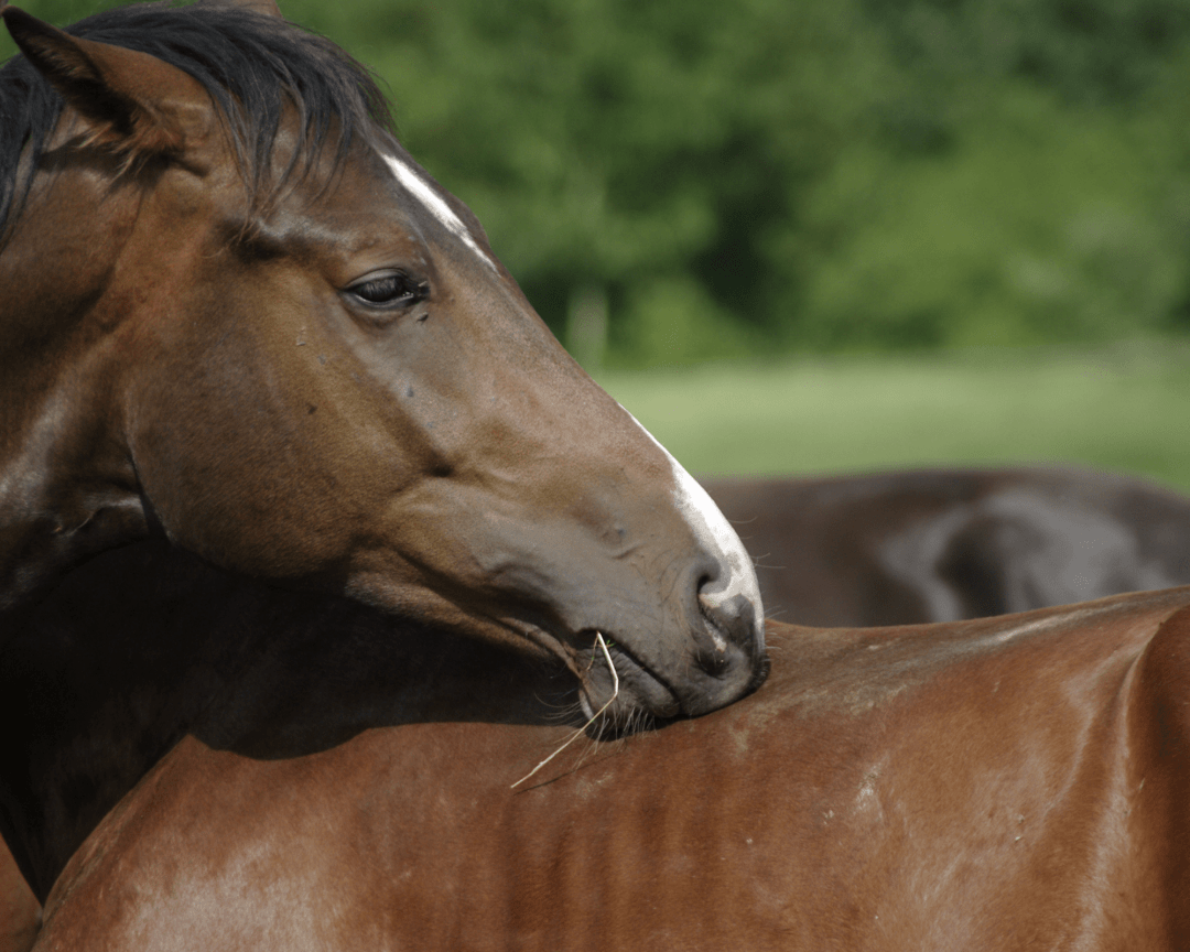 Les poux chez le cheval : symptômes et traitements | Equidassur