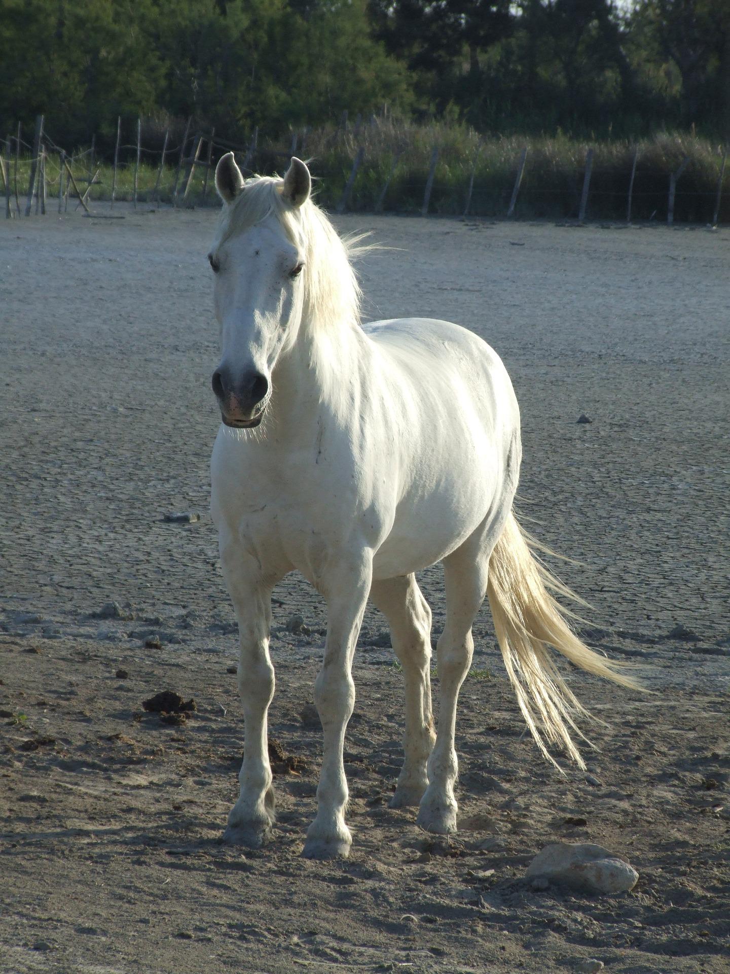 Le cheval camarguais : caractère et environnement | Equidassur