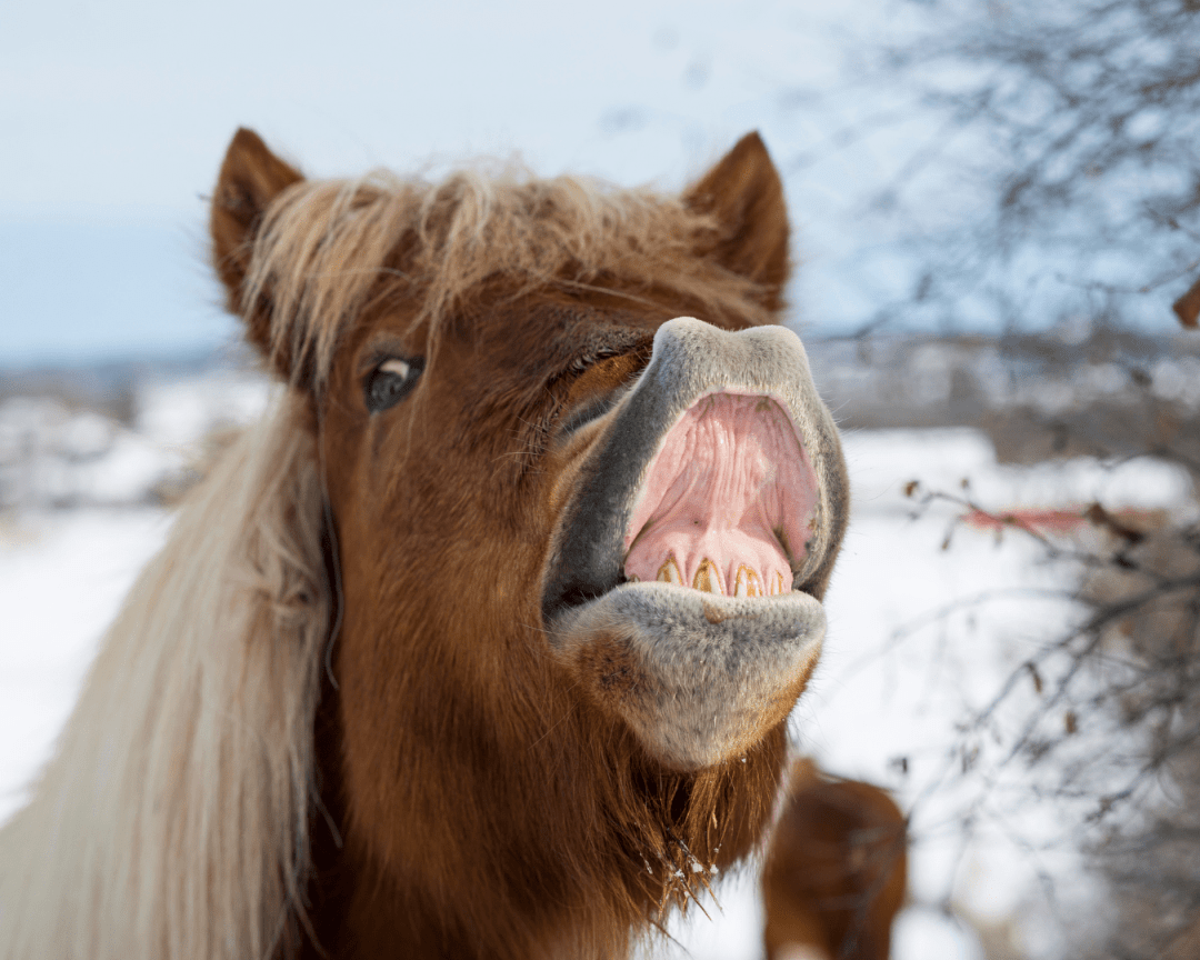 Equidassur - Blog - Cheval qui sourit : pourquoi mon cheval sourit et ...