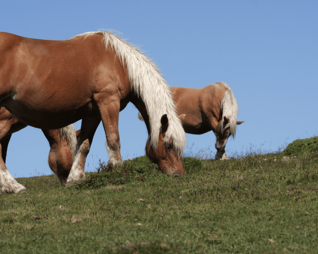 Le cheval comtois : caractéristiques, origines, compétences