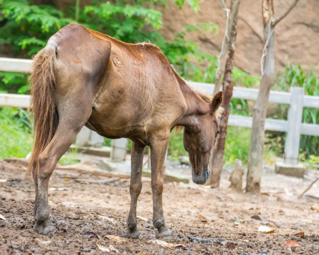Les maladies chez le cheval – Guide pratique - EquidAssur