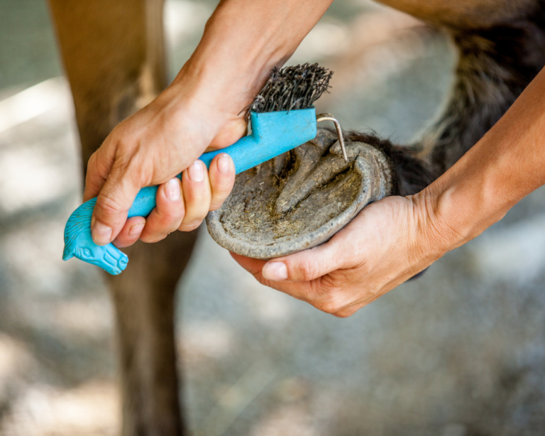 L’abcès du sabot chez le cheval : symptômes et traitements