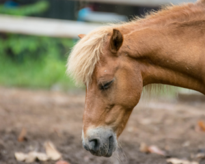 La teigne du cheval : Symptômes et traitements